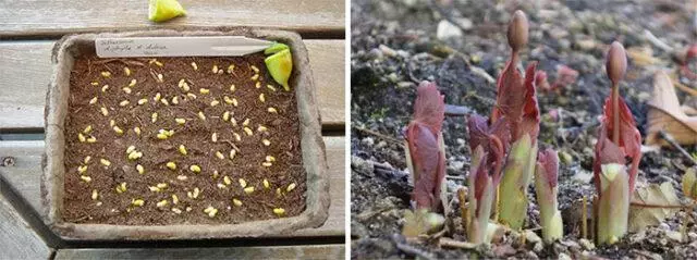 Jeffersonia şüpheli (vesnyanka), iki yapraklı: tohumlardan büyüyen fotoğraf ve açıklama 3614_10