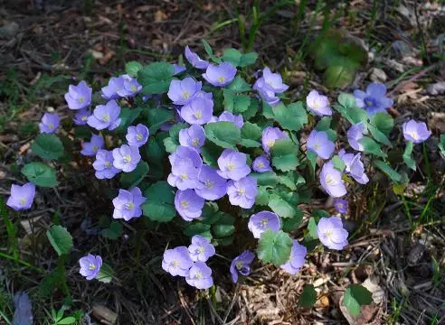 Jeffersonia dubious (vesnyanka), two-leaved: photo and description, growing from seeds 3614_11