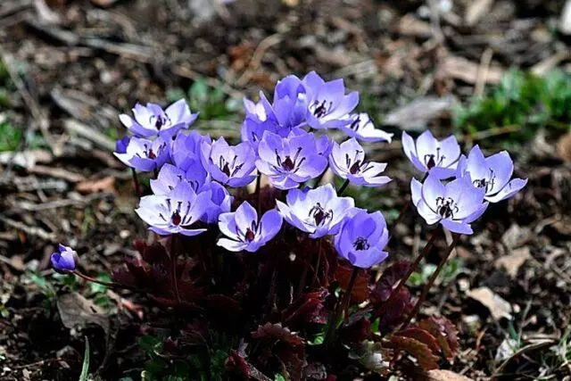 Jeffersonia sumnjiva (vesnyanka), dvolistna: fotografija i opis, raste iz sjemena 3614_12