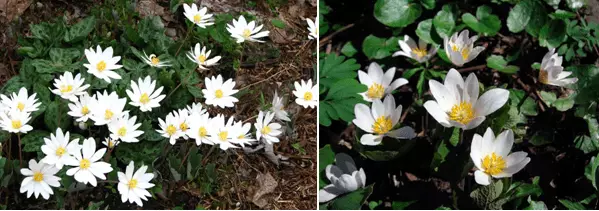 Jeffersonia dudosa (vesnyanka), de dos hojas: foto y descripción, creciendo a partir de semillas 3614_2