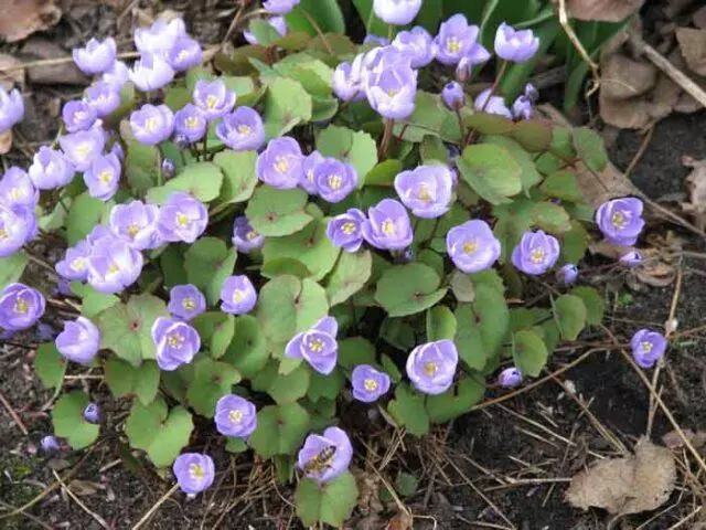 Jeffersonia dubious (vesnyanka), two-leaved: photo and description, growing from seeds 3614_3