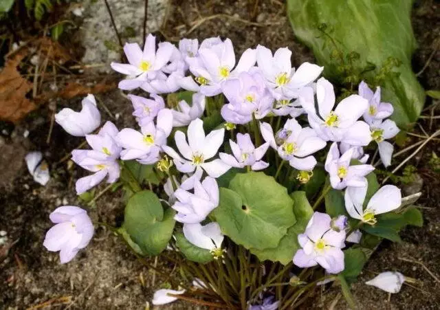 Jeffersonia dubious (vesnyanka), two-leaved: photo and description, growing from seeds 3614_5