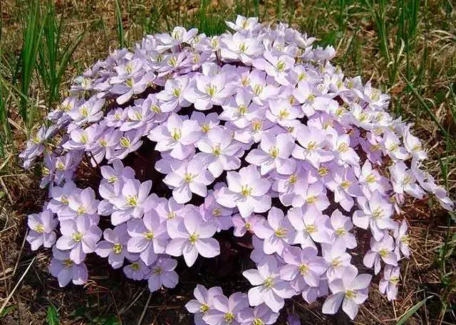 Jeffersonia dubious (vesnyanka), two-leaved: photo and description, growing from seeds 3614_6