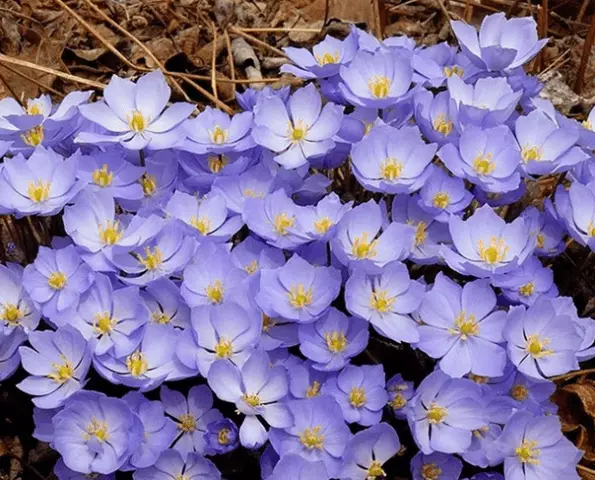 Jeffersonia dubious (vesnyanka), two-leaved: photo and description, growing from seeds 3614_7