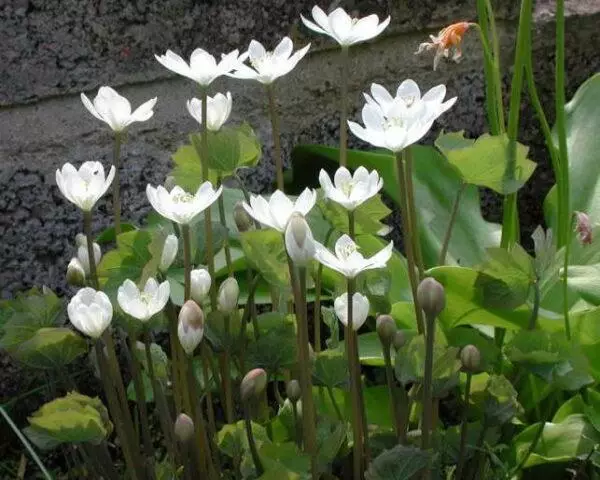 Jeffersonia dubious (vesnyanka), two-leaved: photo and description, growing from seeds 3614_8