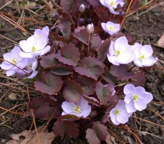 Jeffersonia sumnjiva (vesnyanka), dvolistna: fotografija i opis, raste iz sjemena 3614_9