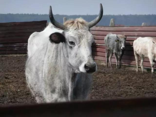 Tejelő tehénfajták: leírás, fotó 3622_10