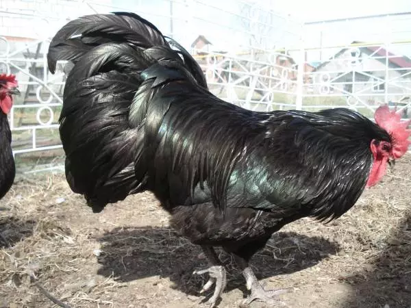 Noocyada digaagga Australorp: tilmaanta, dib u eegista 3637_1