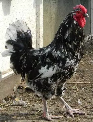 Australian Australorp טשיקאַנז האָדעווען: באַשרייַבונג, באריכטן 3637_10