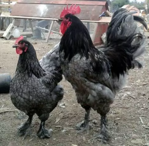 Noocyada digaagga Australorp: tilmaanta, dib u eegista 3637_2