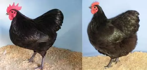 Noocyada digaagga Australorp: tilmaanta, dib u eegista 3637_3