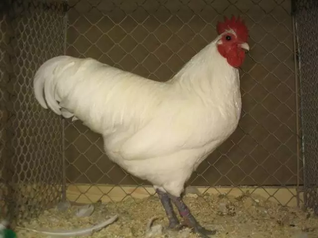 Noocyada digaagga Australorp: tilmaanta, dib u eegista 3637_4