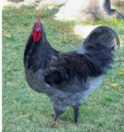 Noocyada digaagga Australorp: tilmaanta, dib u eegista 3637_5