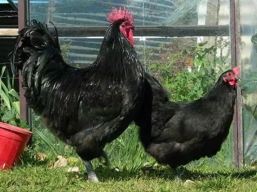 Uhlobo lweenkukhu Australorp: inkcazo, ukuphononongwa 3637_6