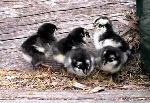 Uhlobo lweenkukhu Australorp: inkcazo, ukuphononongwa 3637_7