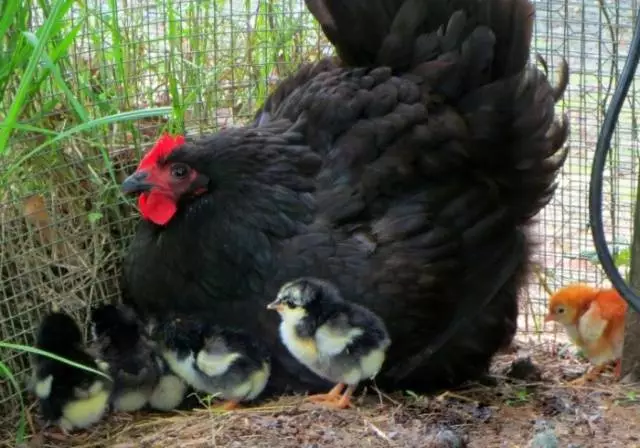 The breed of chickens Australorp: description, reviews 3637_9