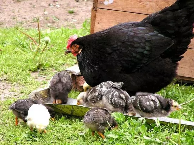 Galinhas da raça Cornish: descrição, fotos, comentários 3638_12