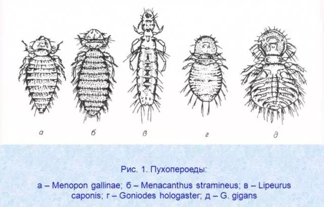 Пилеће уши 3647_2