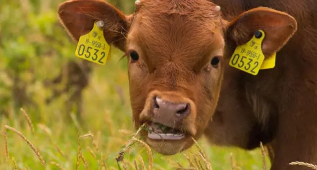 Kalfnamen: hoe een stier te noemen, voorbeelden van namen 364_2