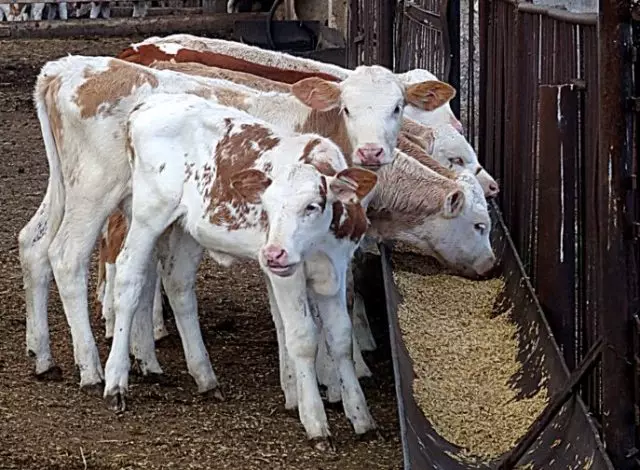 Jména telat: jak volat býka, příklady jmen 364_3