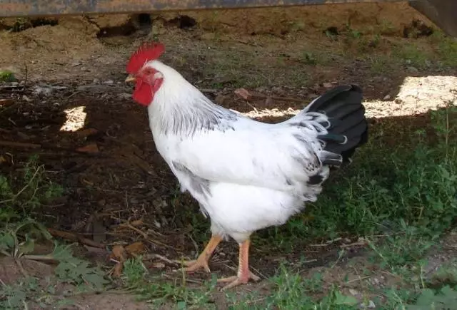 Adler silver breed of chickens: description, photos, reviews 3678_2