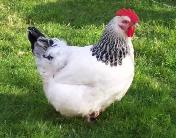 Adler silver breed of chickens: description, photos, reviews 3678_5