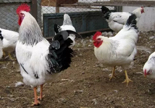 Adler silver breed of chickens: description, photos, reviews 3678_6