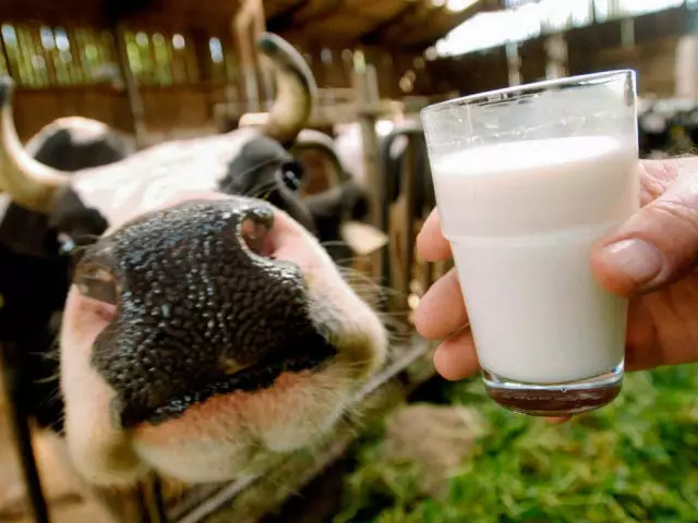 Factores que afectan la producción de leche de las vacas: genéticos, fisiológicos. 3710_1