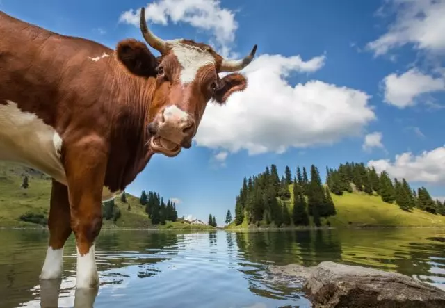 Factores que afectan la producción de leche de las vacas: genéticos, fisiológicos. 3710_3