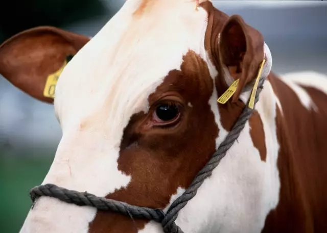 Factores que afectan la producción de leche de las vacas: genéticos, fisiológicos. 3710_4