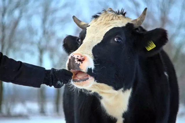 Factores que afectan la producción de leche de las vacas: genéticos, fisiológicos. 3710_6