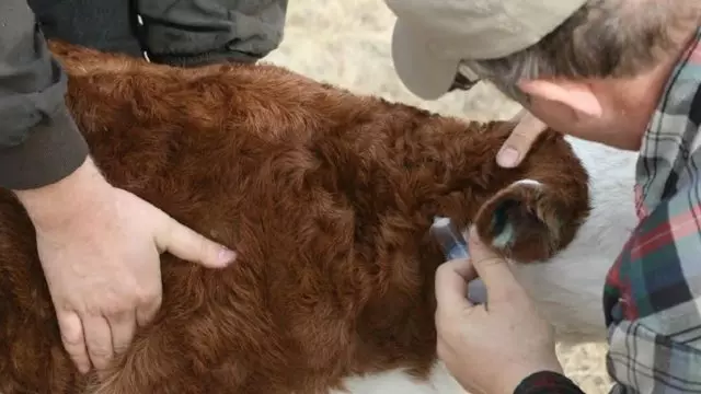 Pse një viç ka gërvishtje: çfarë të bëni, si të trajtoni një hundë të lëngshme 3712_3