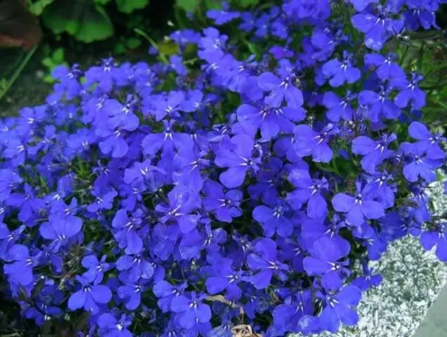 Lobelia Sapphire (ampelous, hegymászó): leírás, fotó, reprodukció, ültetés és gondozás 3715_1