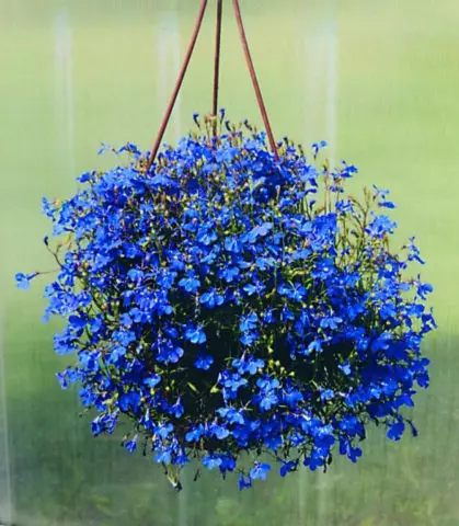 Lobelia Sapphire (ampelous, hegymászó): leírás, fotó, reprodukció, ültetés és gondozás 3715_2