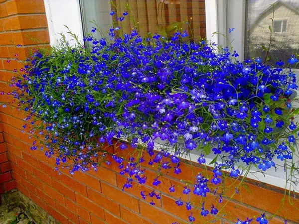 Lobelia Sapphire (ampelous, hegymászó): leírás, fotó, reprodukció, ültetés és gondozás 3715_5