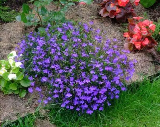 Daudzgadīgā Lobelia: foto un šķirņu apraksts, stādīšana un kopšana atklātā laukā, atsauksmes 3716_1