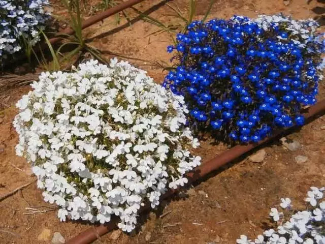 Daudzgadīgā Lobelia: foto un šķirņu apraksts, stādīšana un kopšana atklātā laukā, atsauksmes 3716_11