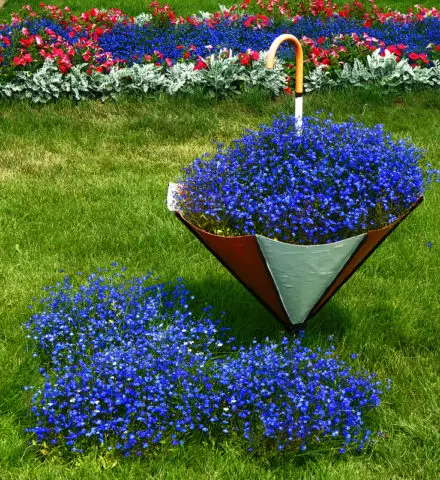 Daudzgadīgā Lobelia: foto un šķirņu apraksts, stādīšana un kopšana atklātā laukā, atsauksmes 3716_12