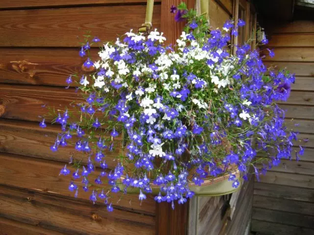 Daudzgadīgā Lobelia: foto un šķirņu apraksts, stādīšana un kopšana atklātā laukā, atsauksmes 3716_13