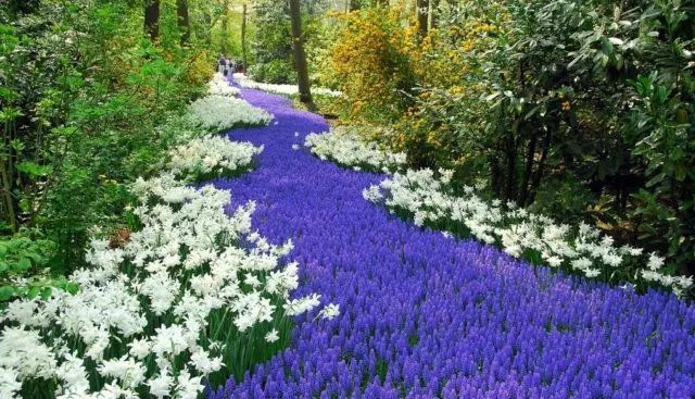 Daudzgadīgā Lobelia: foto un šķirņu apraksts, stādīšana un kopšana atklātā laukā, atsauksmes 3716_16