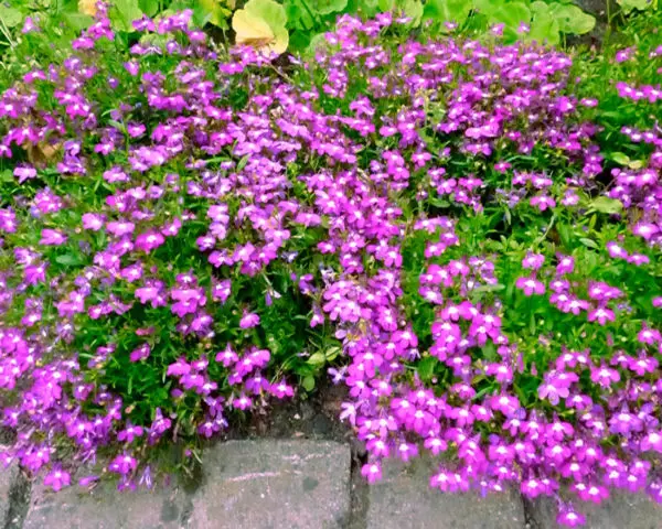 Daudzgadīgā Lobelia: foto un šķirņu apraksts, stādīšana un kopšana atklātā laukā, atsauksmes 3716_18