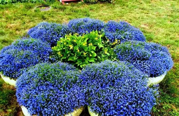 Daudzgadīgā Lobelia: foto un šķirņu apraksts, stādīšana un kopšana atklātā laukā, atsauksmes 3716_2