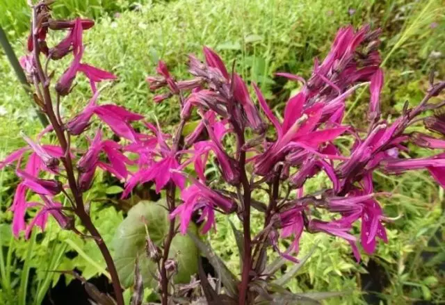 Daudzgadīgā Lobelia: foto un šķirņu apraksts, stādīšana un kopšana atklātā laukā, atsauksmes 3716_3