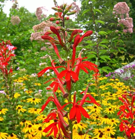 Lobelia چند ساله: عکس و شرح انواع ، کاشت و مراقبت در زمین باز ، بررسی 3716_5