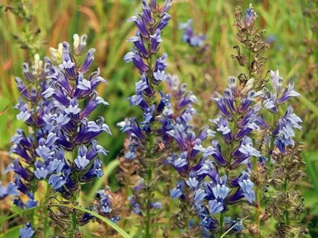 Daudzgadīgā Lobelia: foto un šķirņu apraksts, stādīšana un kopšana atklātā laukā, atsauksmes 3716_8