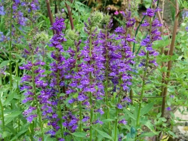 Daudzgadīgā Lobelia: foto un šķirņu apraksts, stādīšana un kopšana atklātā laukā, atsauksmes 3716_9