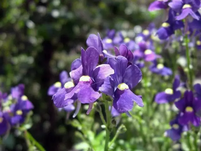 Lobelia Riviera: wowongoka, chitsamba, Rose, Pakati Pakati pa Buluu, Blue Blue, Blue Ice, Lilac, Blue Blue 3717_1