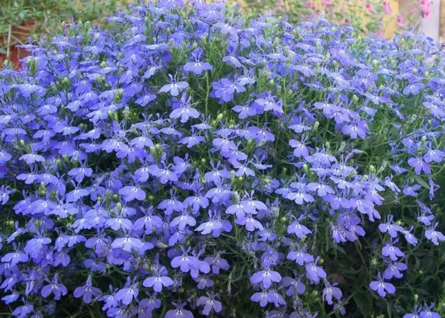 Lobelia Riviera: wowongoka, chitsamba, Rose, Pakati Pakati pa Buluu, Blue Blue, Blue Ice, Lilac, Blue Blue 3717_10