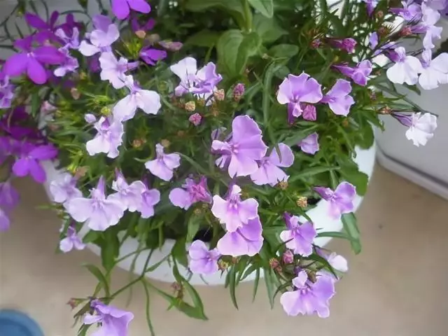 Lobelia Riviera៖ បញ្ឈរ, ព្រៃ, Rose, Midnight Blue, Sky Blue, Blue Ice, Lilac, Marine Blue 3717_11