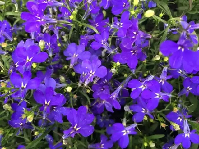 Lobelia Riviera: oprecht, Busch, Rose, Mëtternuecht Blo, Himmel Blo, Blo Äis, Flieder, Marine Blo 3717_12